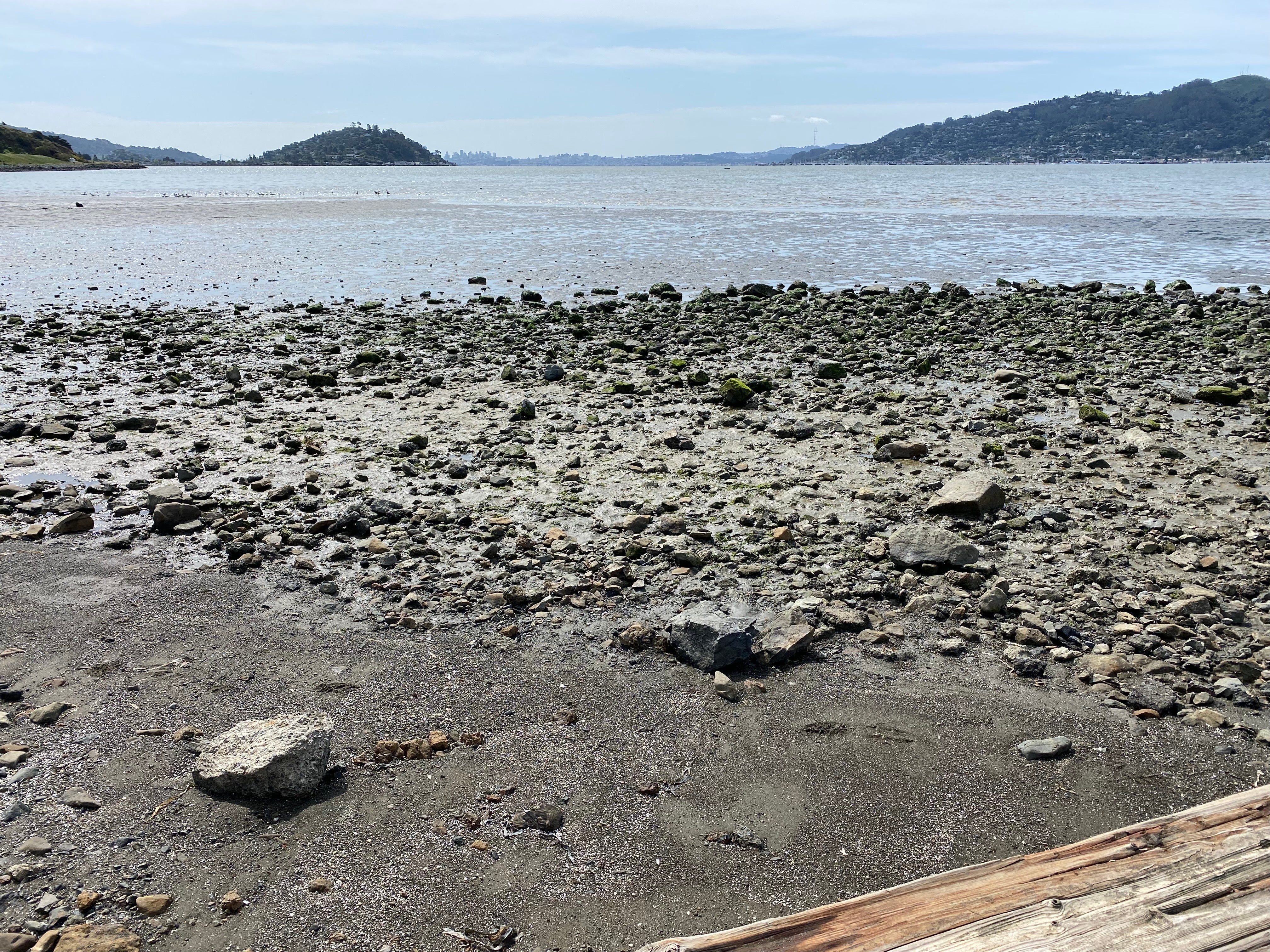 Greenwood Beach Restoration Project | Audubon